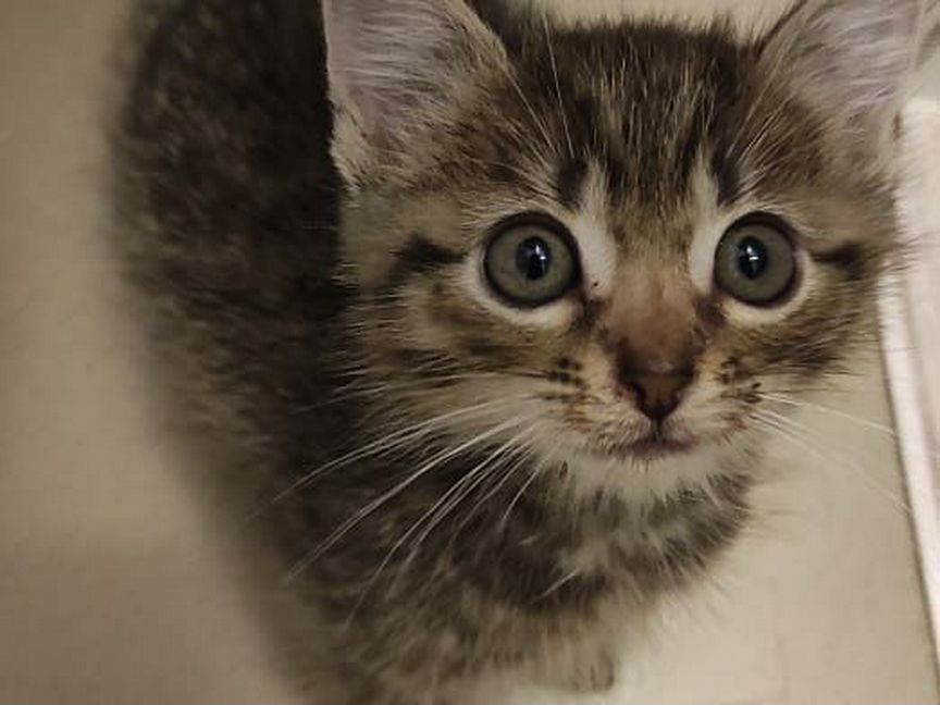 Котенок мальчик серый