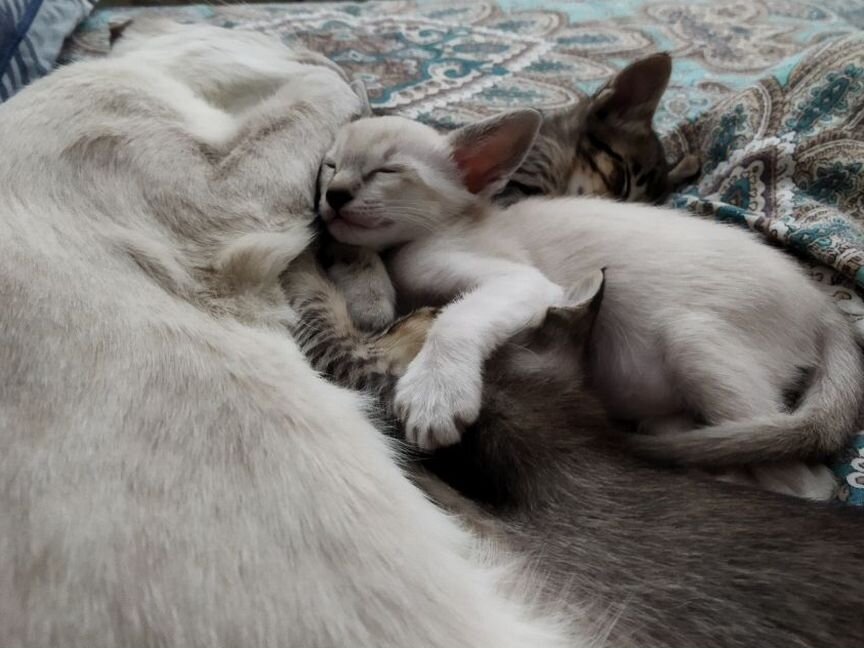 Ориентальные котята