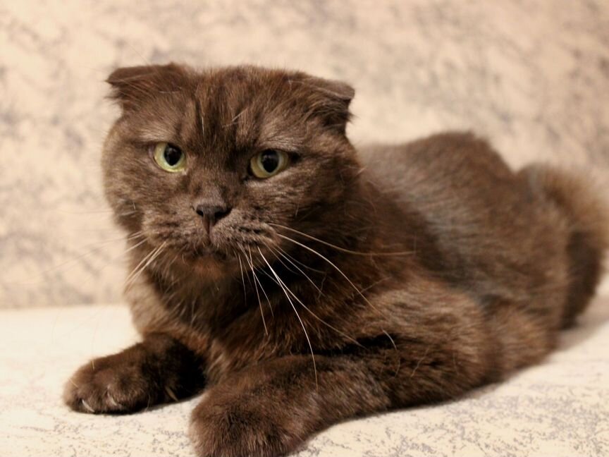 Шотландская вислоухая кошка в добрые руки