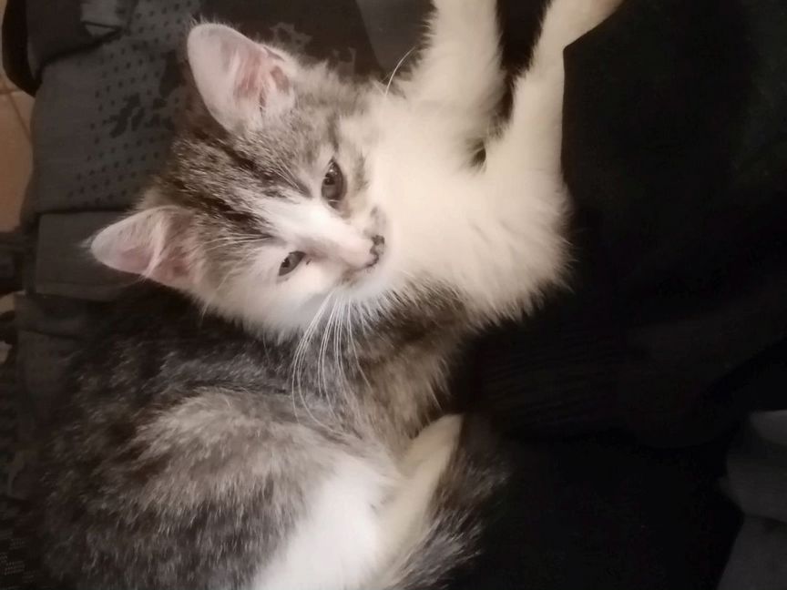 Котята в добрые руки бесплатно