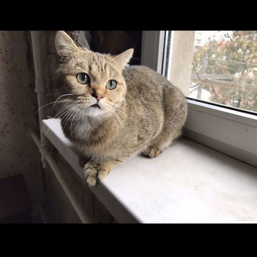 Британская помесь
