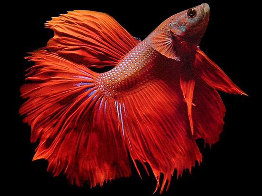 Петушок Ассорти