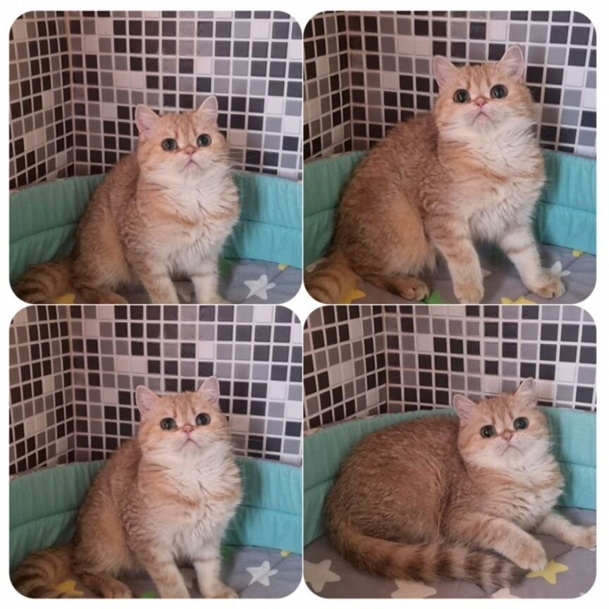 Девочка золотая шиншилла