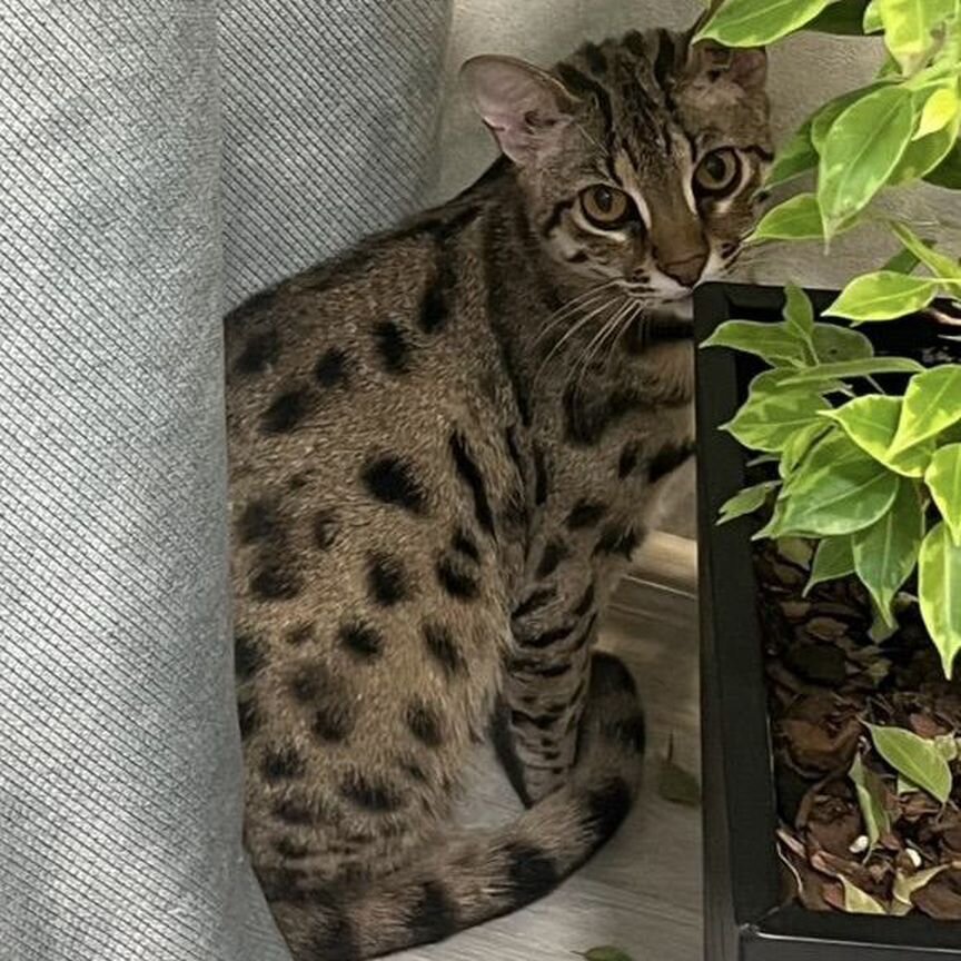 Бенгальская ф1