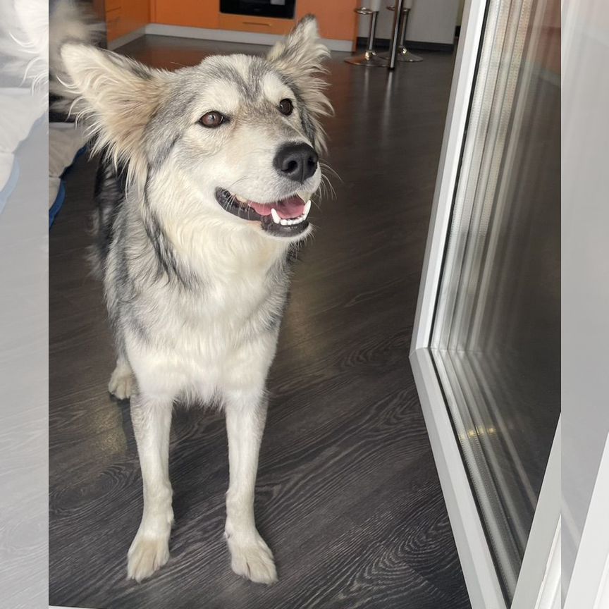 Отдам собаку В самые добрые руки