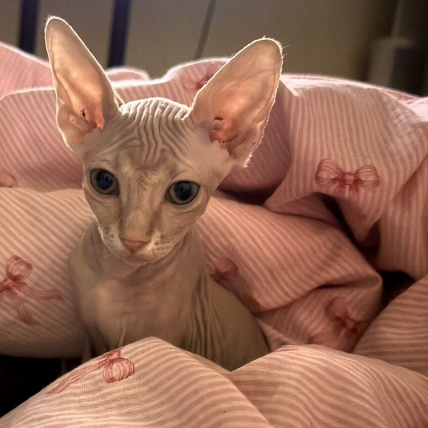 Канадский сфинкс котёнок