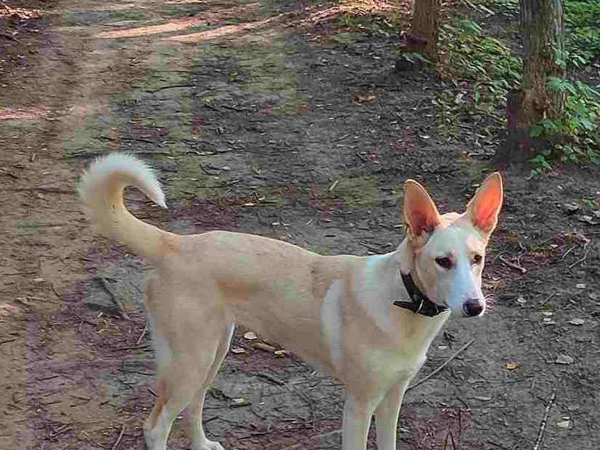 Молодая собака для души