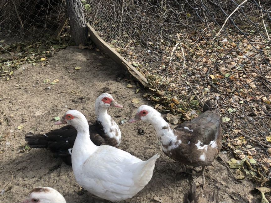 Индоутки на завод и на мясо