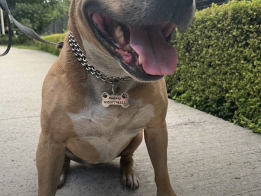 Адресник для собак