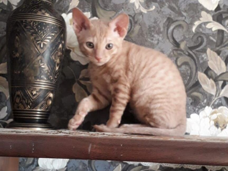 Котёнок 2.5месяца