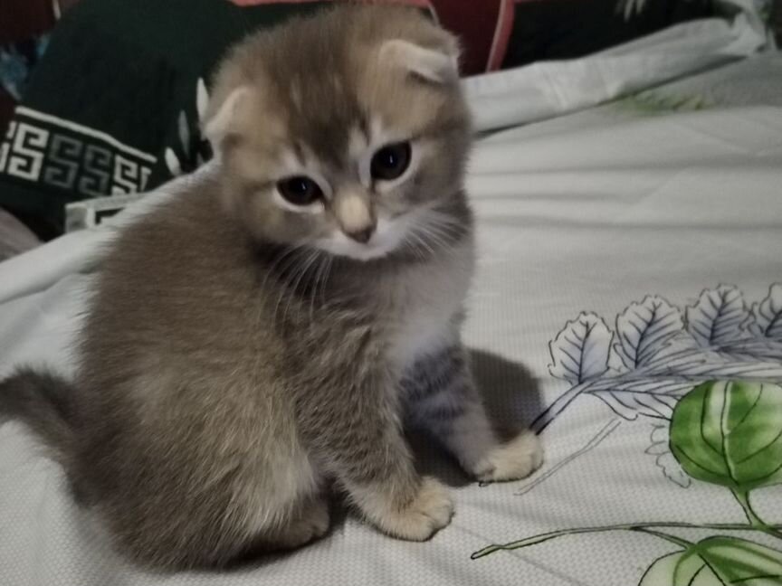 Шотландский вислоухий мальчишка