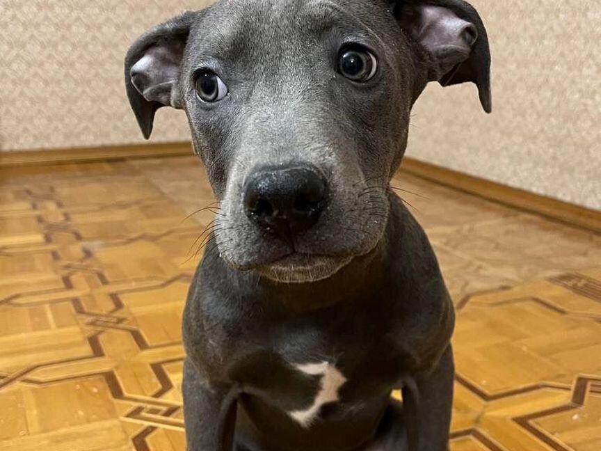 Прайтер щенки кобели