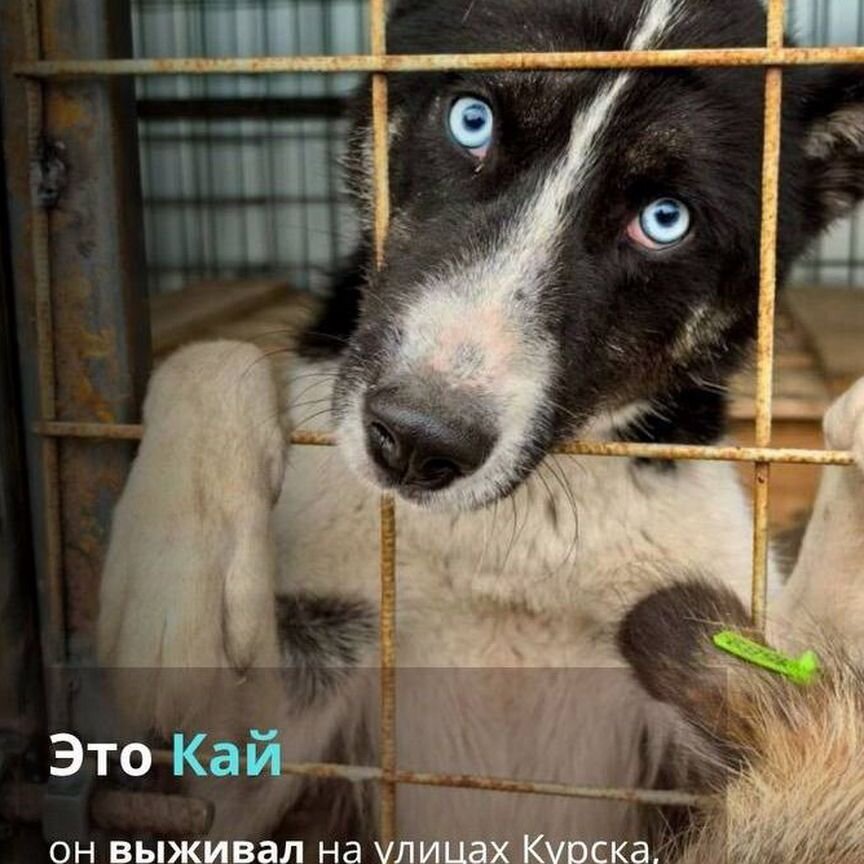 Взрослый пёс в добрые руки
