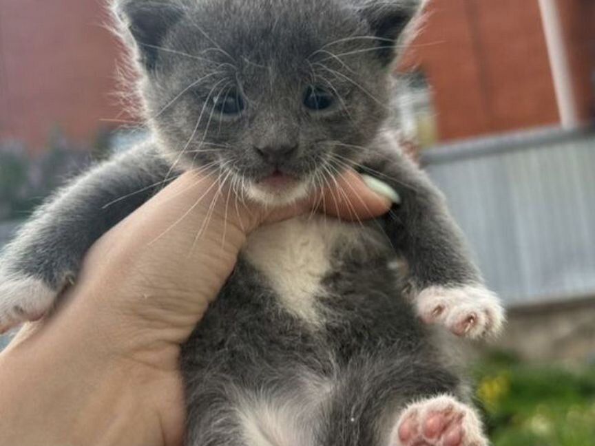 Маленький котенок мальчик