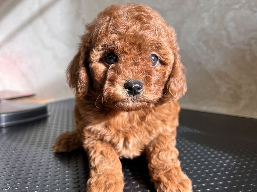 Той-пудель РКФ девочка редбраун