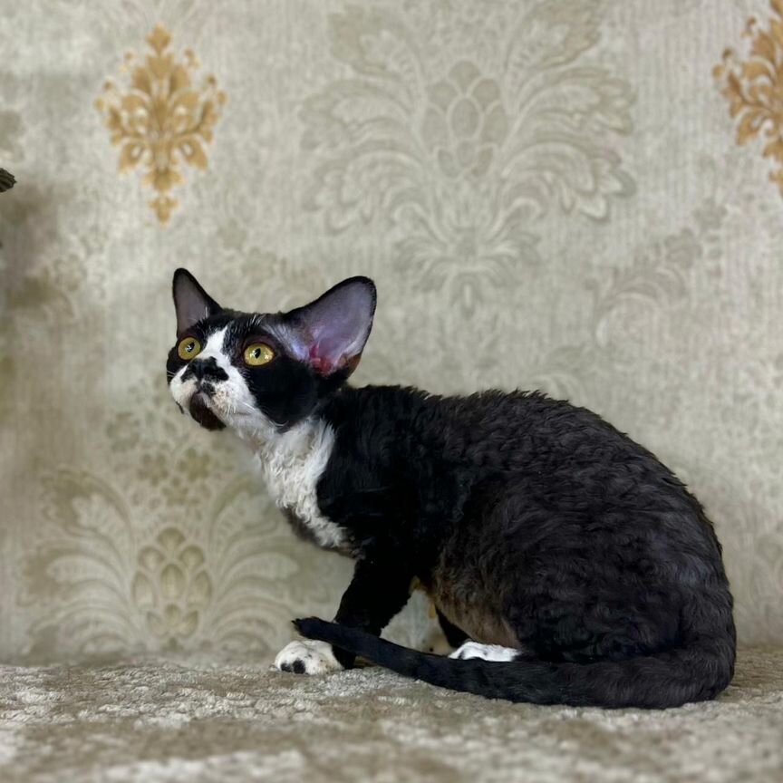 Мальчик Девон Рекс