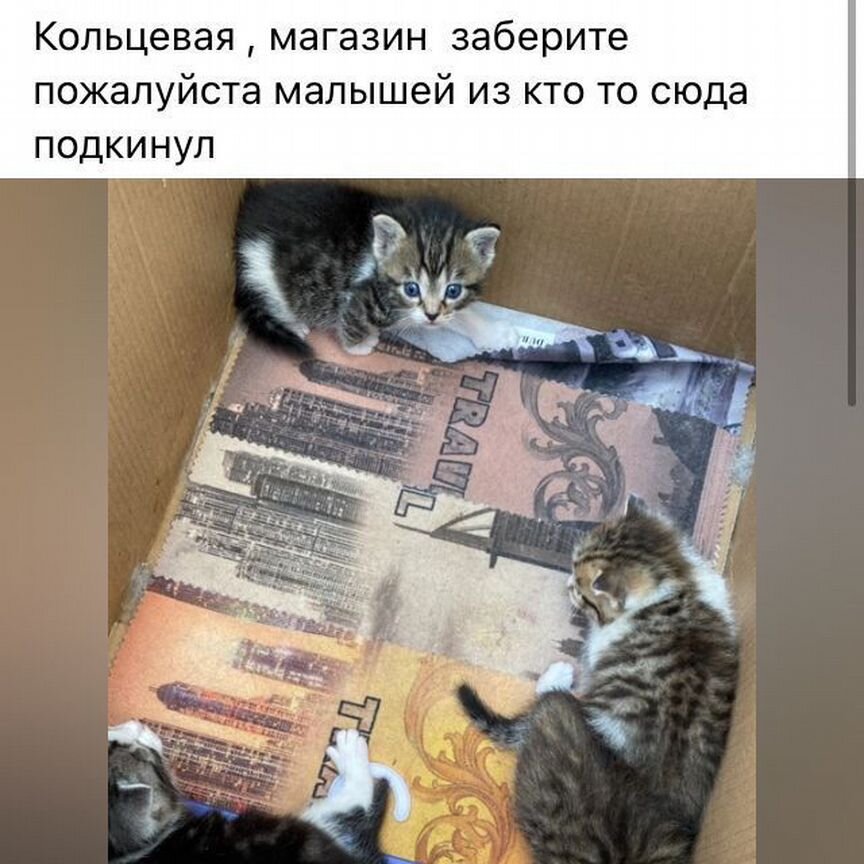 Бросили котят умирать