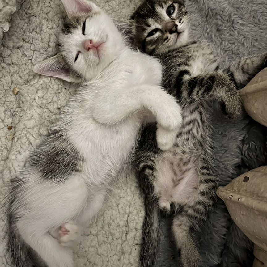 Котята