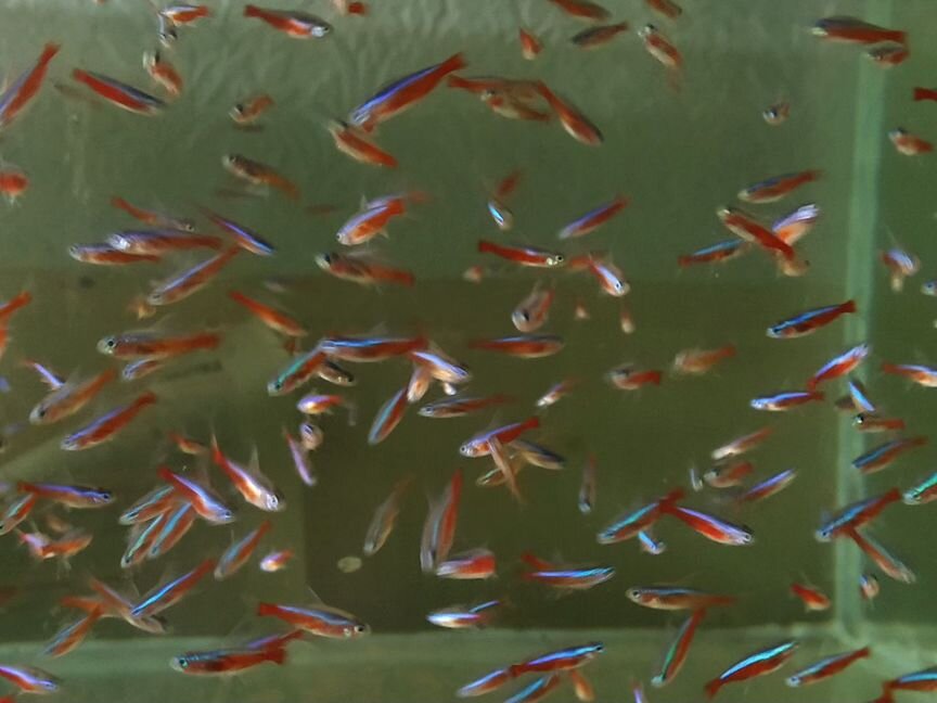 Аквариумные рыбки