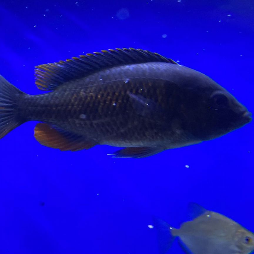 Цихлида Алунокара каданго