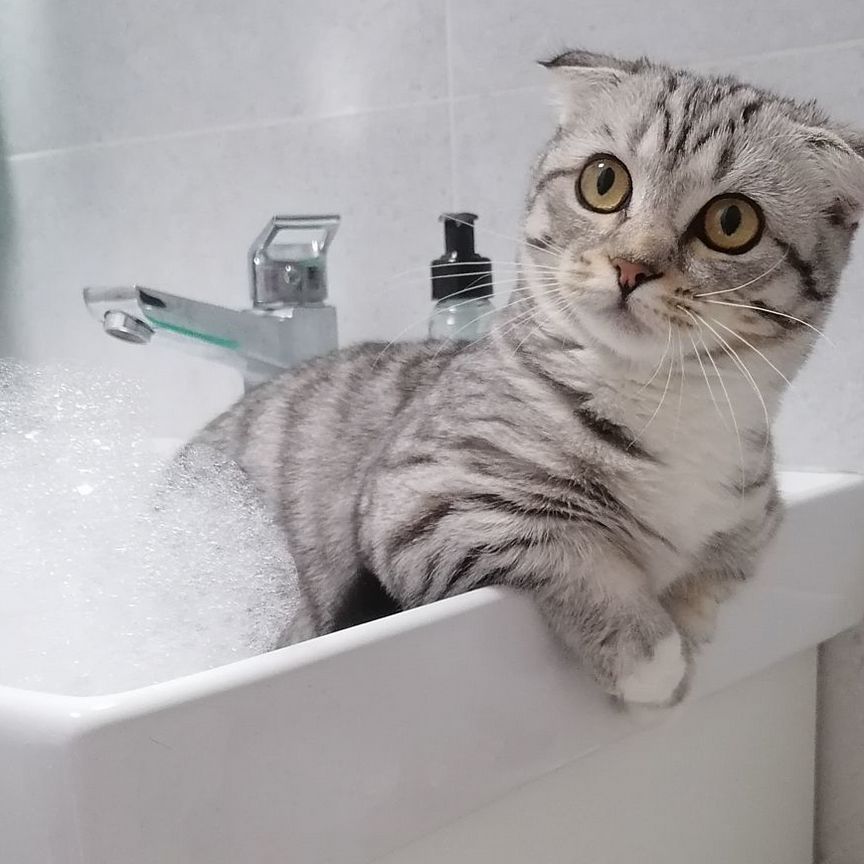 Ищем жениха для вязки