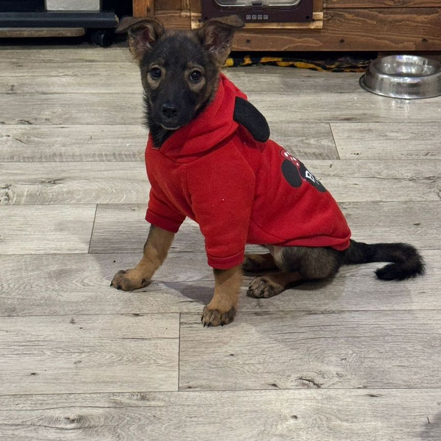 Щенок в добрые руки