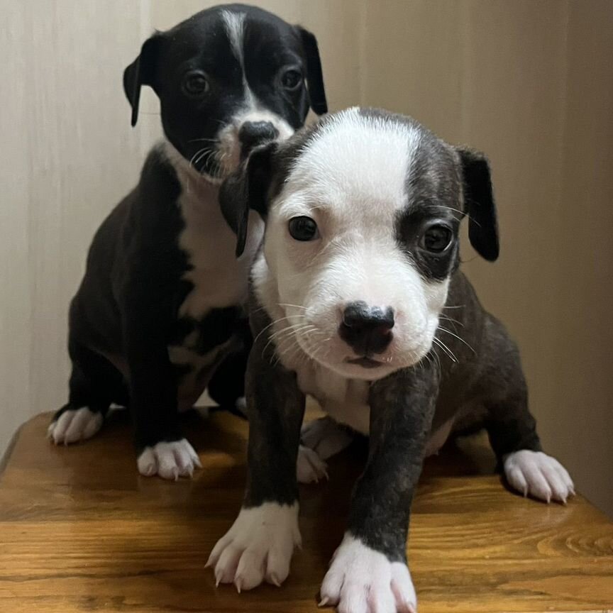 Щенки стаффорда