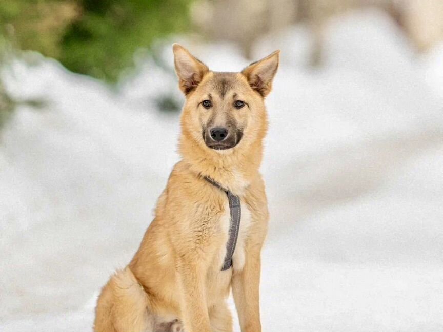 Щенок мальчик в добрые руки