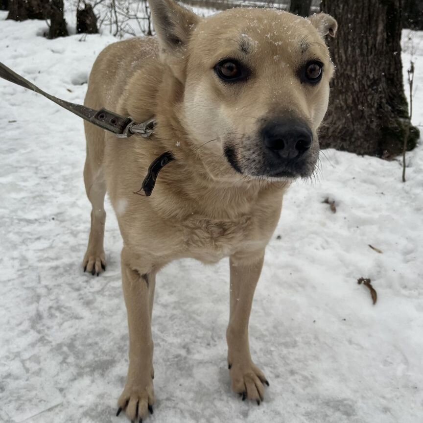 Взрослый пёс в добрые руки