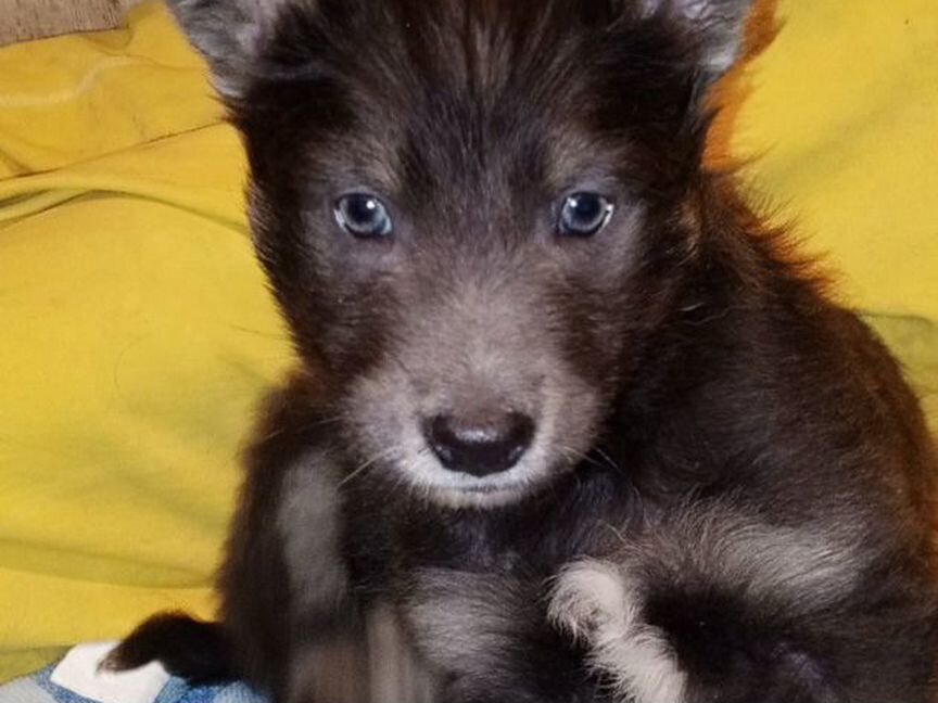 Щенок в добрые руки