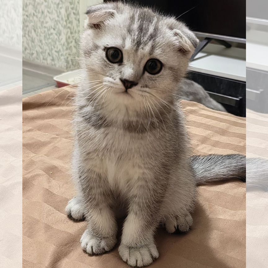Шотландский вислоухий короткошёрстный котёнок