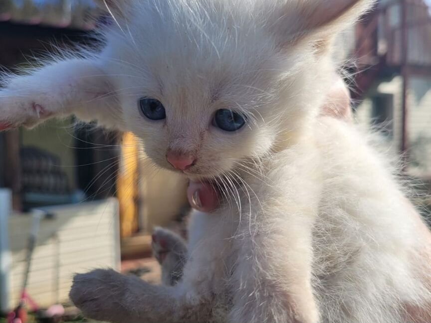Выкинули котят, ищем дом