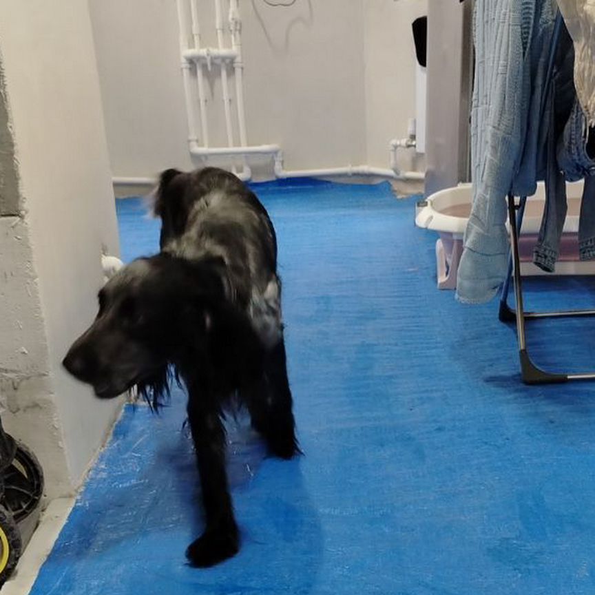 Русский охотничий спаниель, взрослый пёс