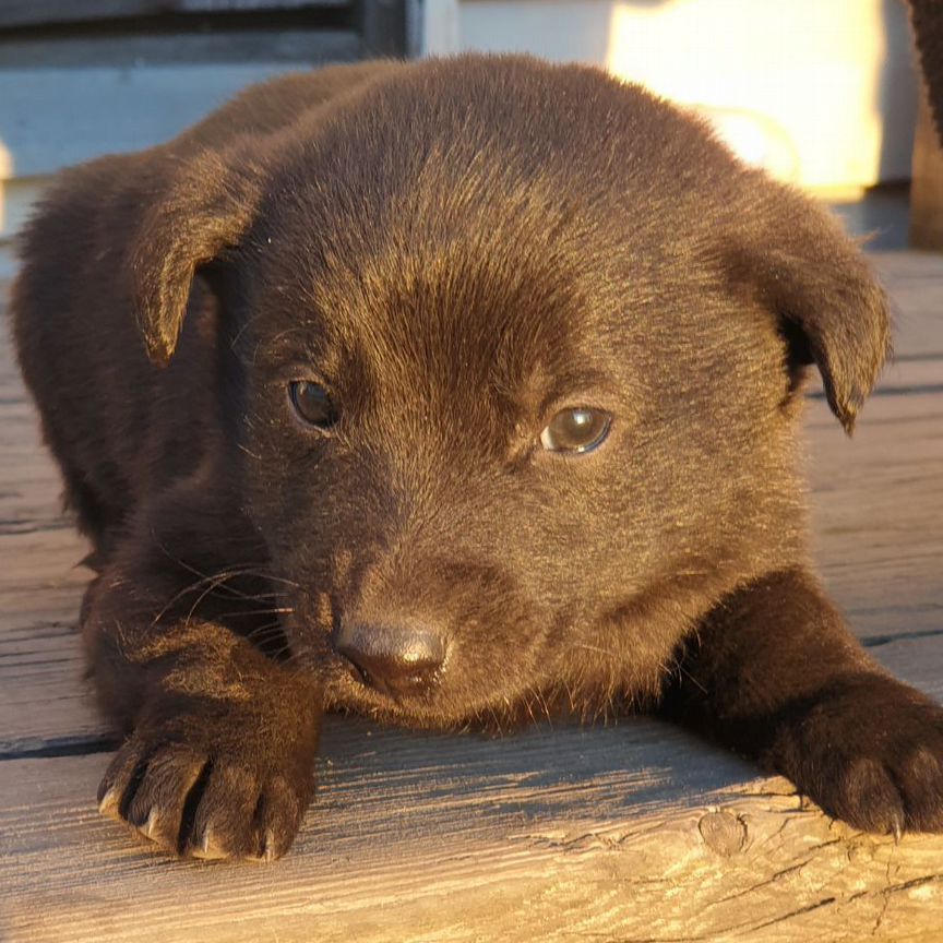 Щенок в добрые руки