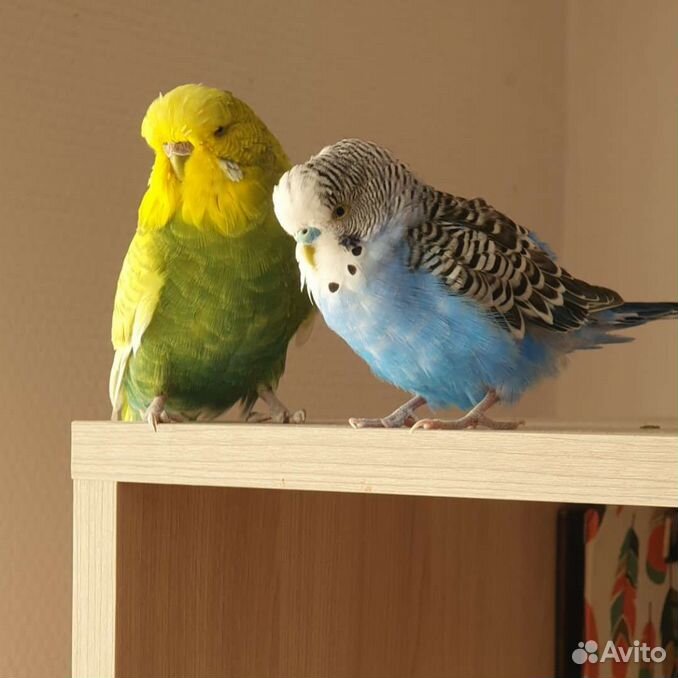 Потерялись волнистые попугаи