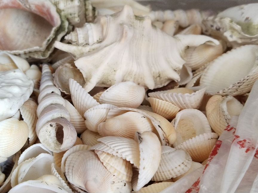 Морские ракушки раковины бесплатно
