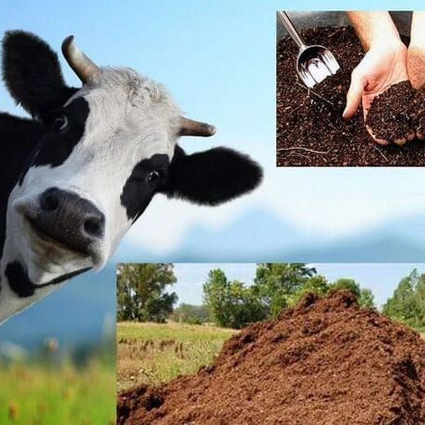 Продам говяжий навоз