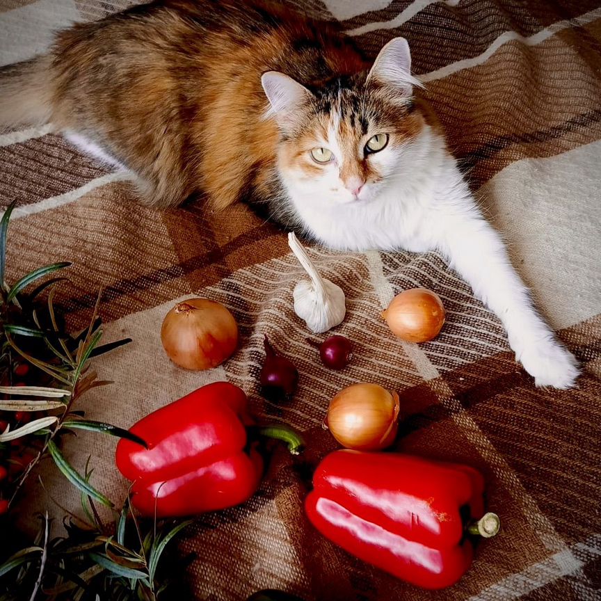 Кошка Марьяша в добрые руки