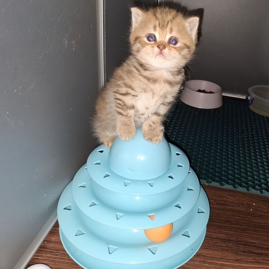 Шотландский вислоухий короткошёрстный котёнок