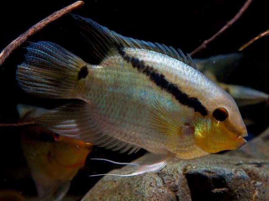 Мезонаута крупная