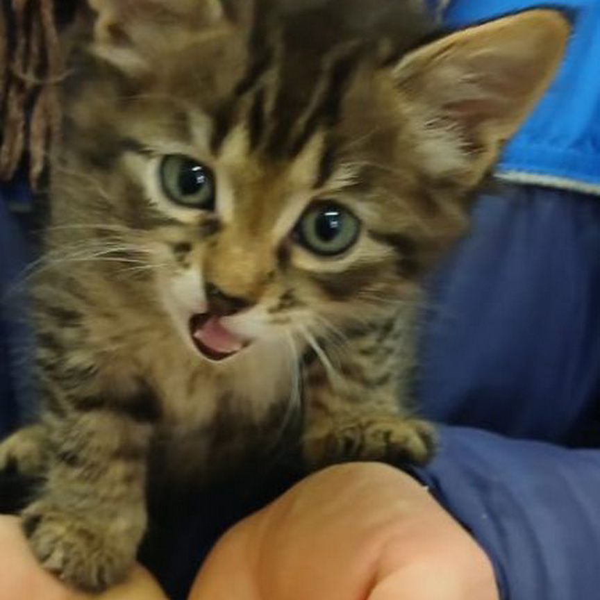 Котенок кошечка от батюшки Серафима