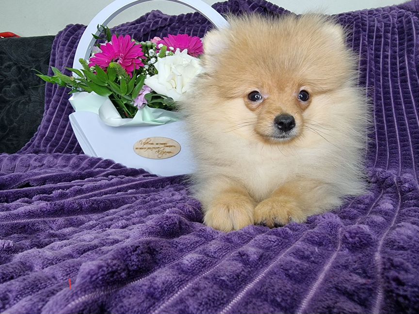 Померанский шпиц