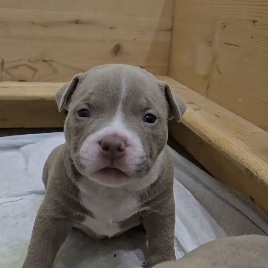 Американский Булли.Щенки