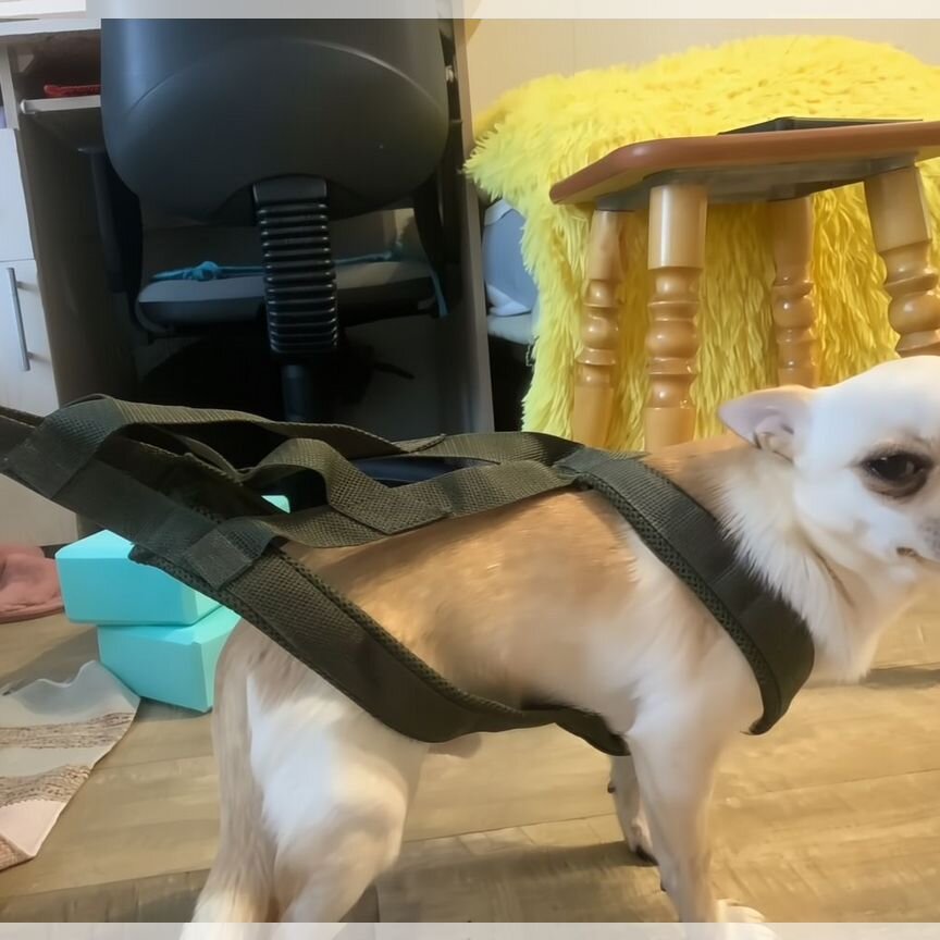 Шлейка ездовая для собаки