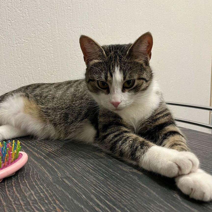 Отдаю котика в добрые руки