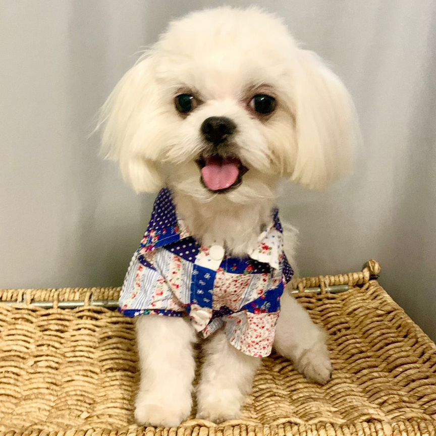 Мальтийская болонка, взрослый пёс