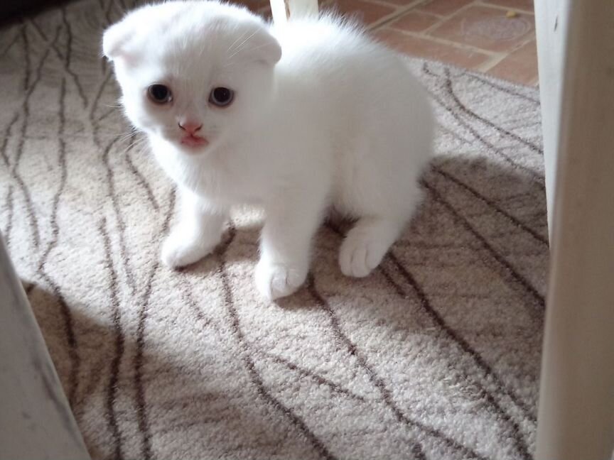 Котята
