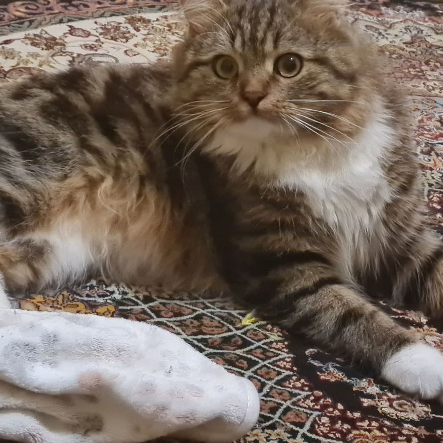 Котик ищет невесту