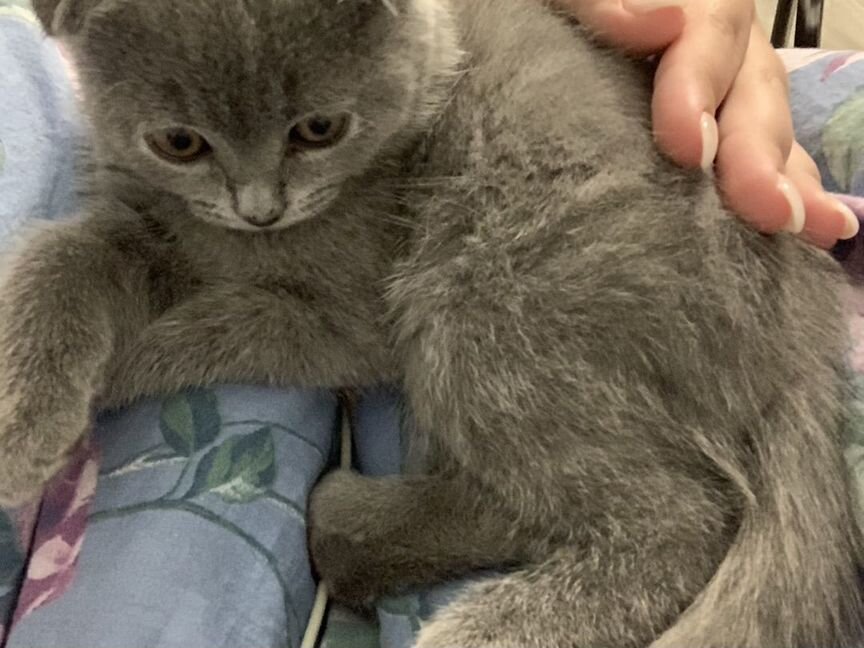 Шотландский вислоухий кот