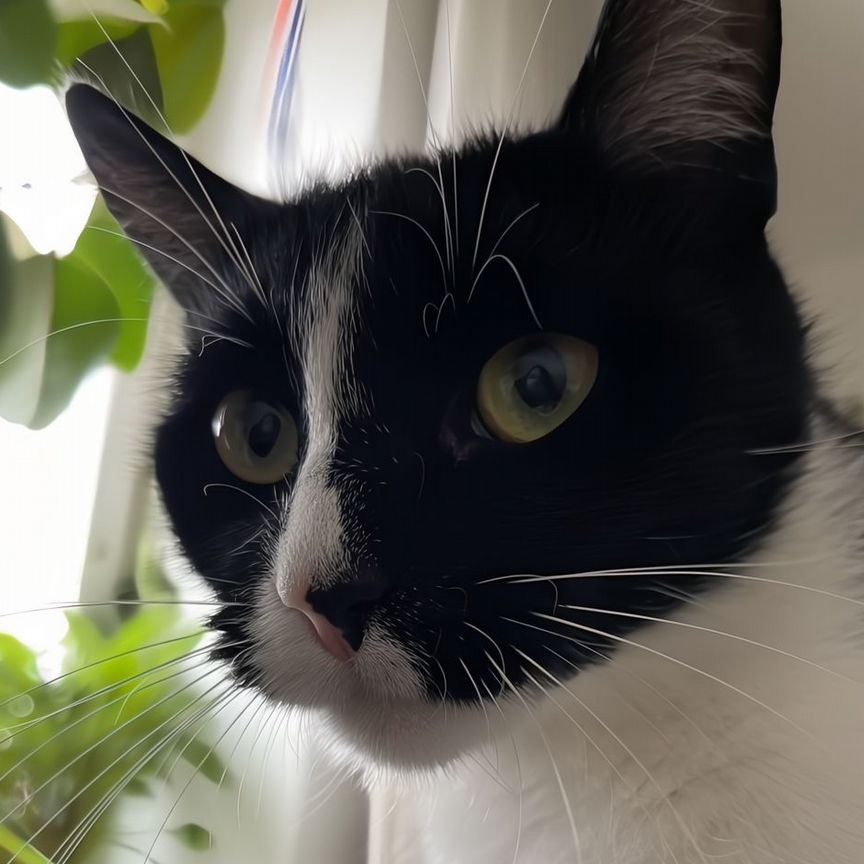 Взрослая, Девочка кошка в добрые руки